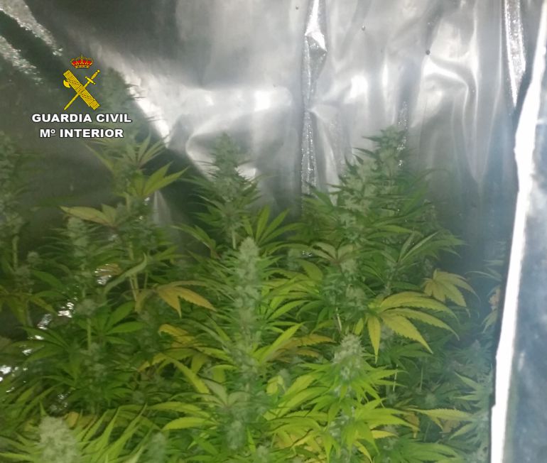 Descubren una plantación de marihuana durante la investigación de un robo | Radio Sevilla ...