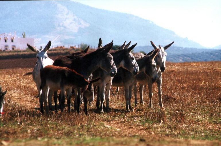 Folk para burros | Radio Córdoba | Cadena SER