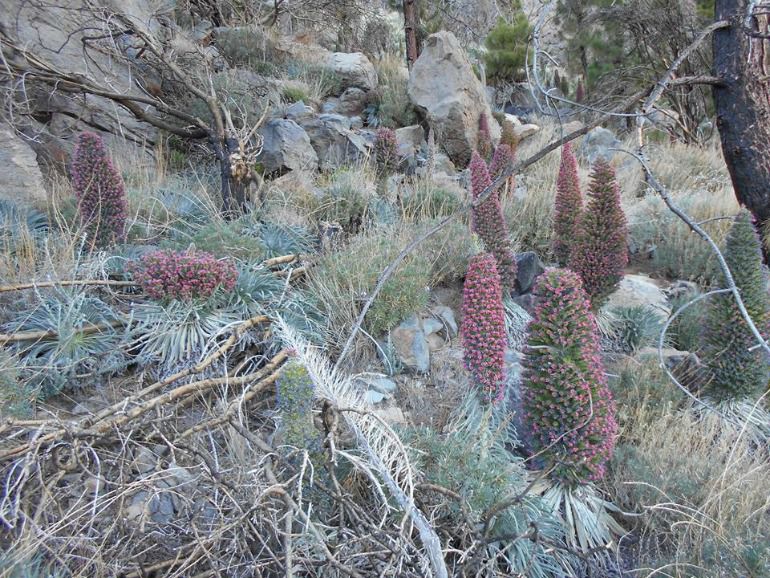 Los tajinastes del Teide florecen cinco meses antes: Los tajinastes del ...