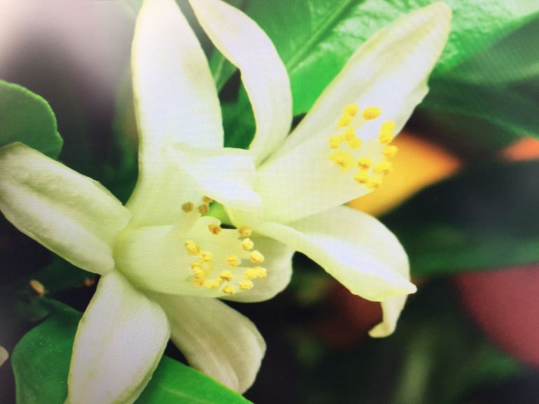 El azahar, símbolo de la primavera cordobesa | Radio Córdoba | Cadena SER