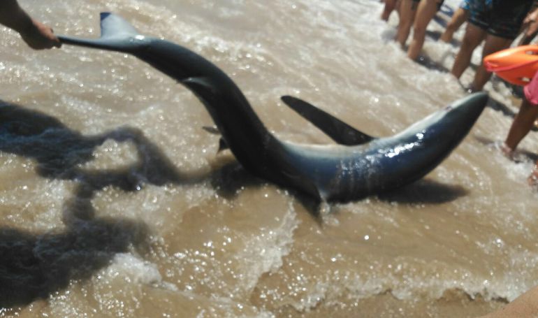 Rescatada una tintorera en Mazarrón | Radio Murcia | Cadena SER