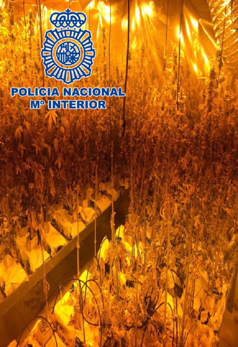 La Policía Nacional desmantela una plantación de marihuana en las Quemadillas | Radio Córdoba ...