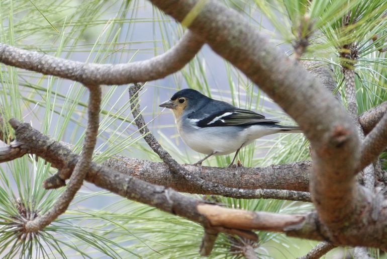 El pinzón azul de Gran Canaria: una especie en peligro de extinción ...
