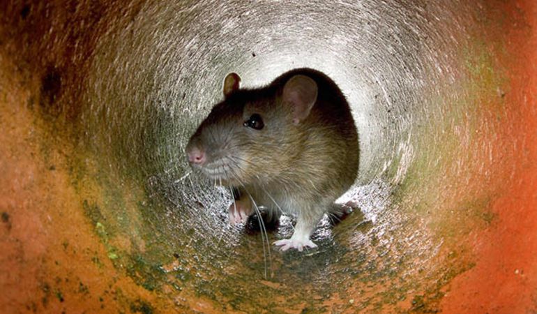 Ratas: Así es la lucha contra las plagas de ratas y cucarachas | Radio ...