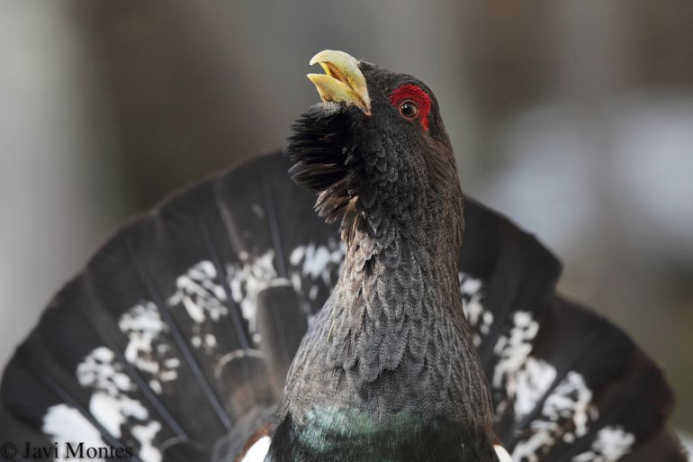El urogallo cantábrico está en serio peligro de extinción | Radio ...