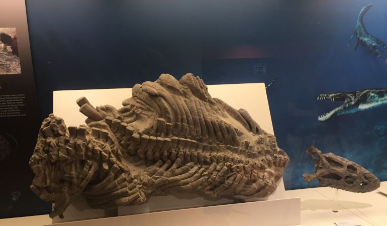 El "dragón del pantano" que habita en el Museo de Paleontología de ...