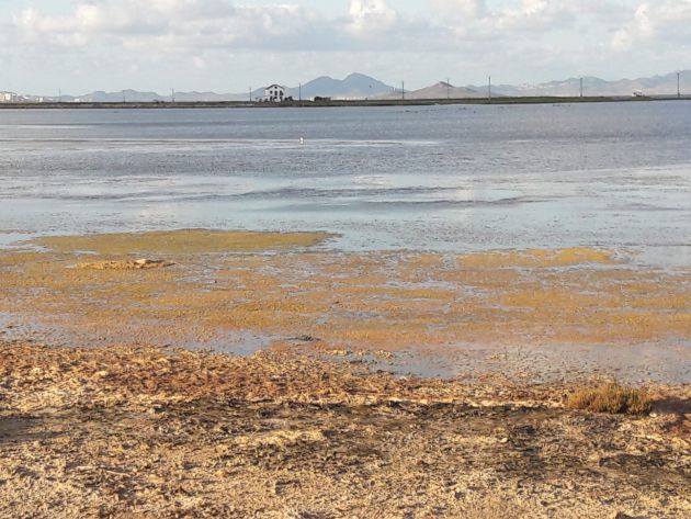 Mar Menor: Agua más clara en un "ecosistema nefasto y crítico" | Radio ...