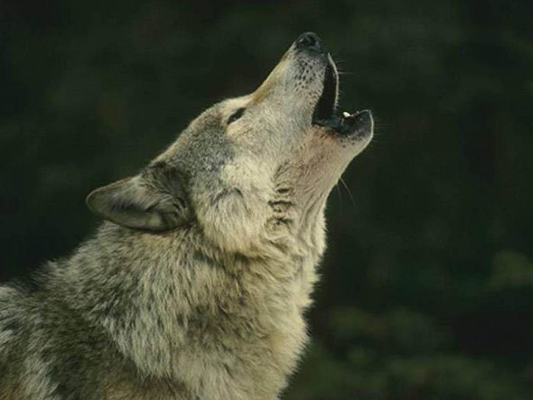 ¿El hombre es un lobo para el lobo? | la_ventana | Nombres propios ...