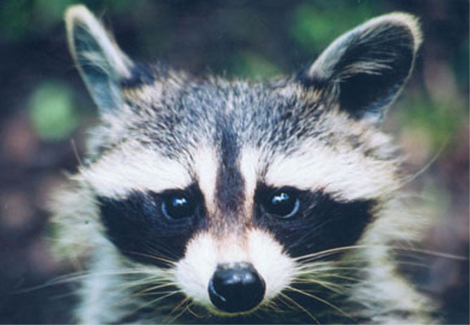Los mapaches invaden el Parque del Oeste de Madrid | Sociedad | Cadena SER