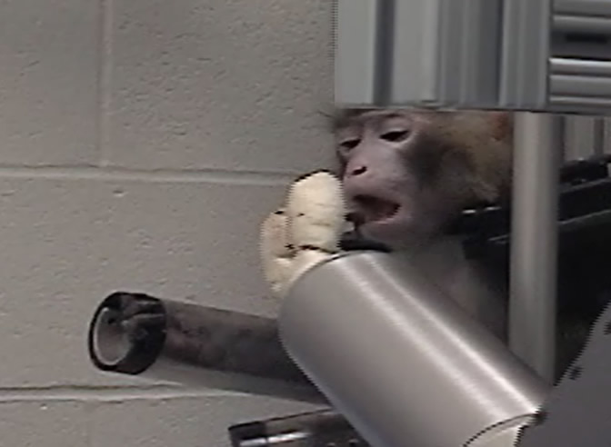 Dos monos mueven con el pensamiento un brazo robótico para agarrar ...