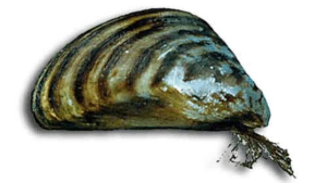 La invasión del mejillón cebra está afectando gravemente el pantano más ...