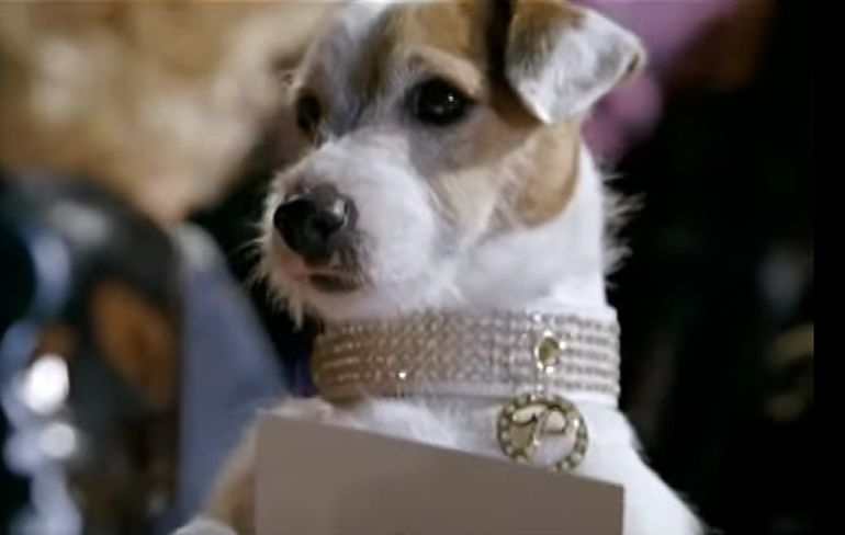 Muere Pancho, el perro actor más famoso de España | Televisión en la ...