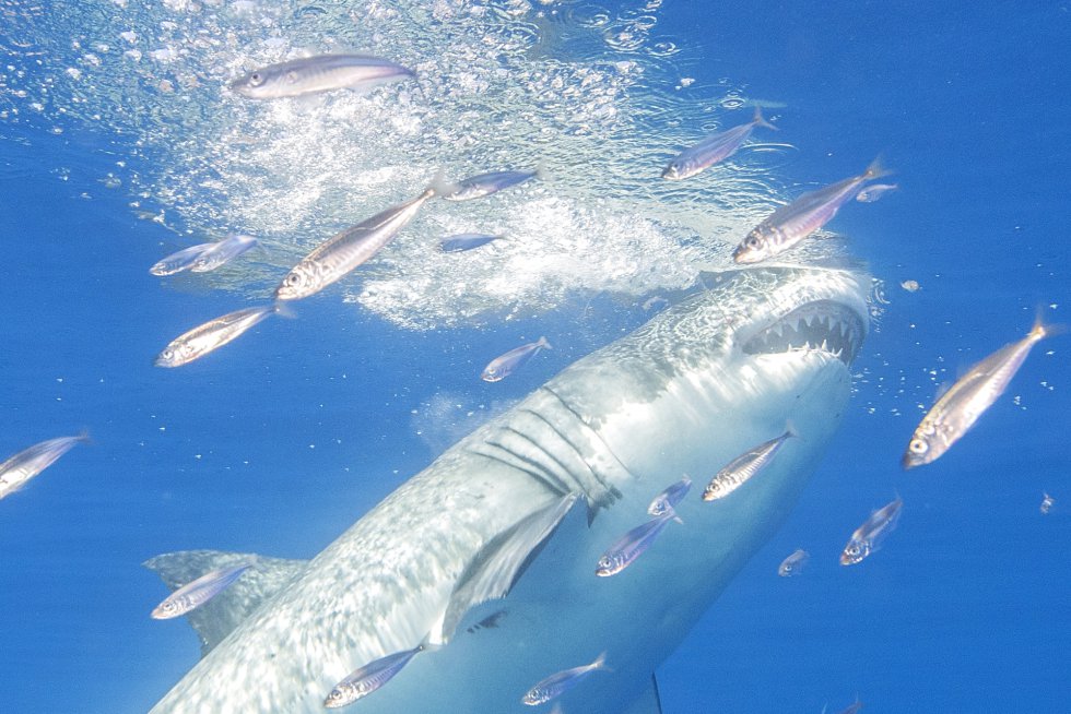 Buceando entre tiburones blancos | Fotogalería | Ciencia y tecnología ...