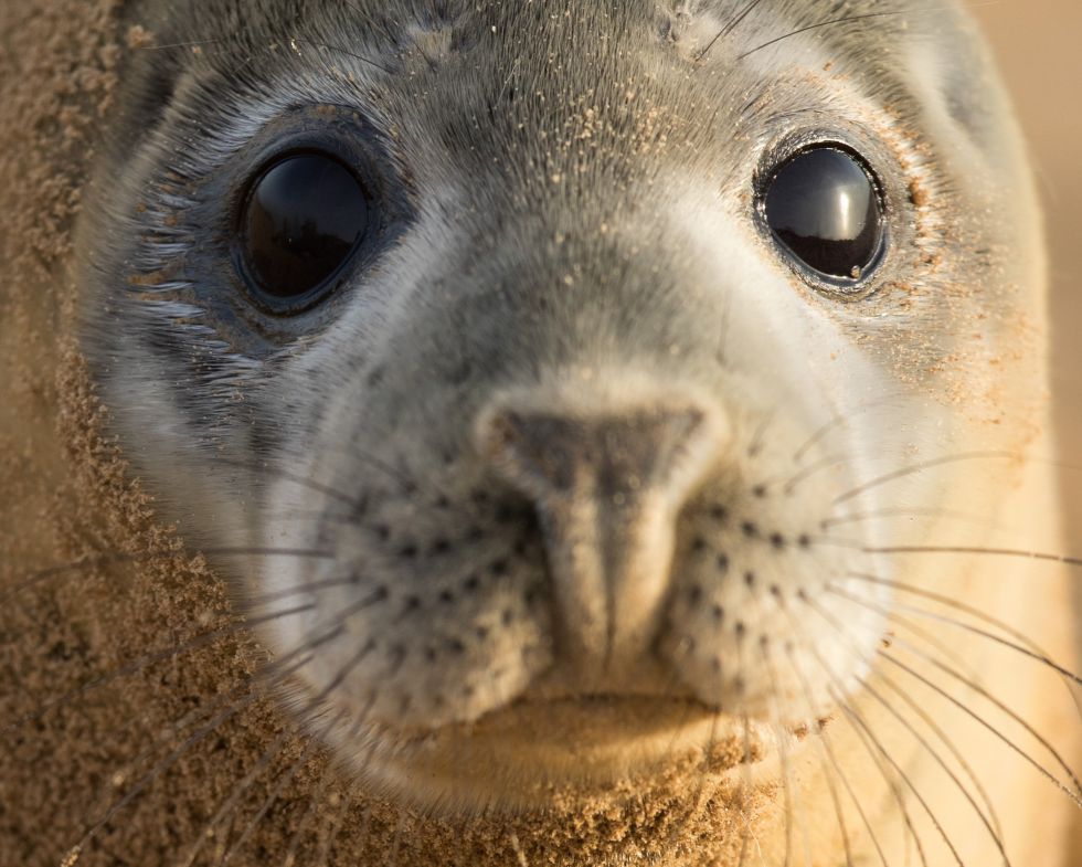 Vida silvestre: El espectáculo de la foca gris | Fotogalería | Sociedad ...