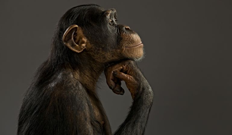 La razón por la que los chimpancés son más fuertes que los humanos ...