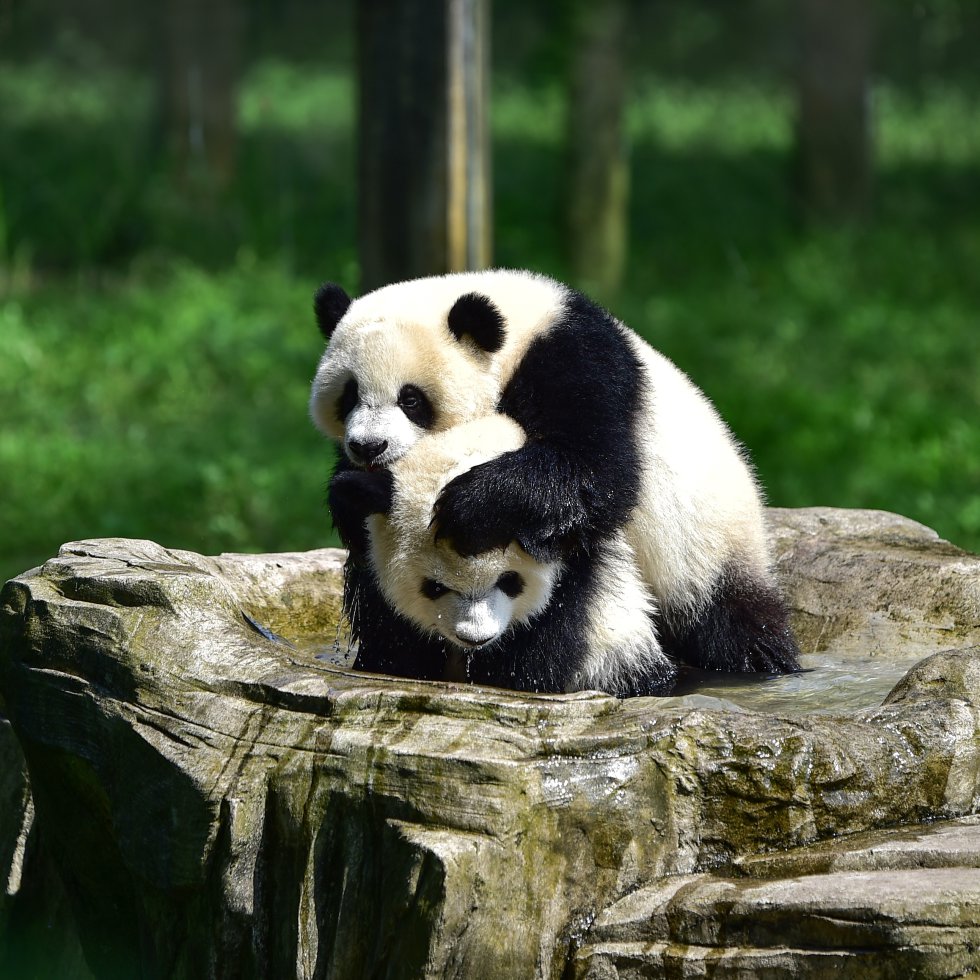 El primer cumple de los osos panda gemelos | Fotogalería | Ciencia y ...
