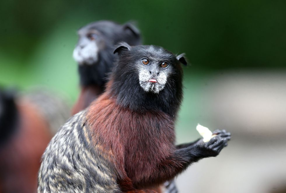 Imágenes para celebrar el Día Mundial de los Animales | Fotogalería ...