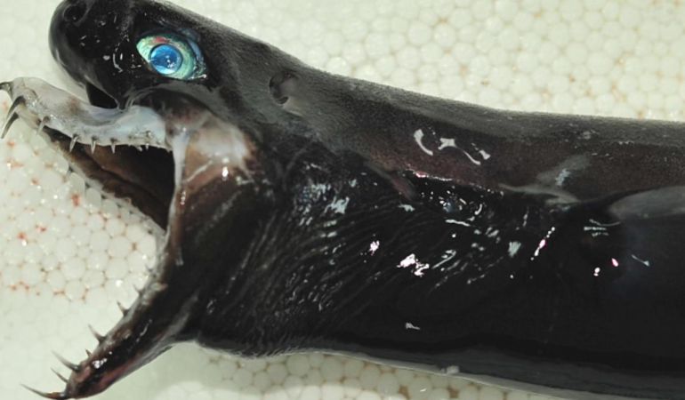 Tiburón víbora: Así es el tiburón víbora, un terrorífico escualo con ...