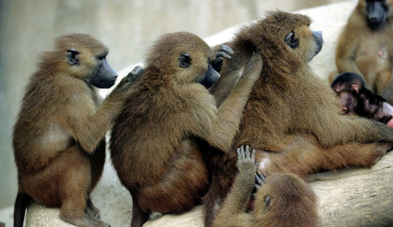 Cincuenta monos se escapan de sus jaulas y obligan a evacuar el zoo de ...