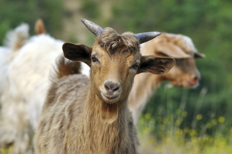Las cabras distinguen a las personas felices y prefieren relacionarse ...