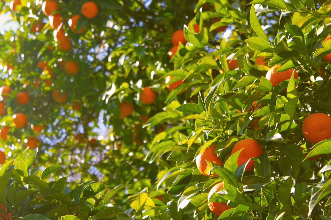 La Campaña De Cítricos Espera Una Producción De Casi 3 9 Millones De