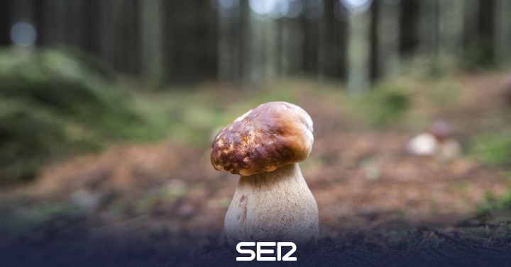 Temporada de setas: seis cosas que debes tener en cuenta | Gastronomía ...