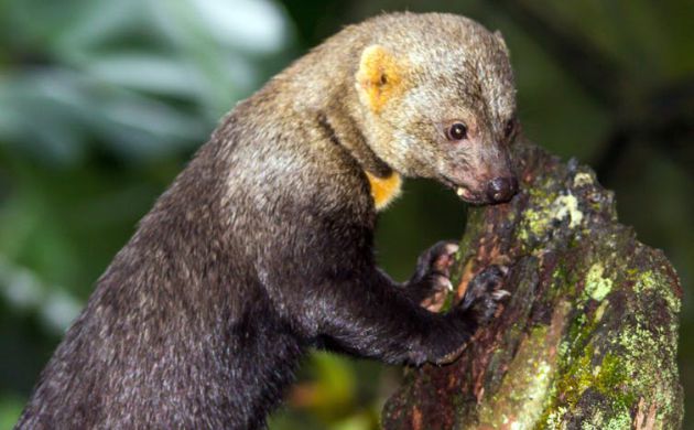 ¿Tienen conciencia los animales? | Ciencia y tecnología | Cadena SER