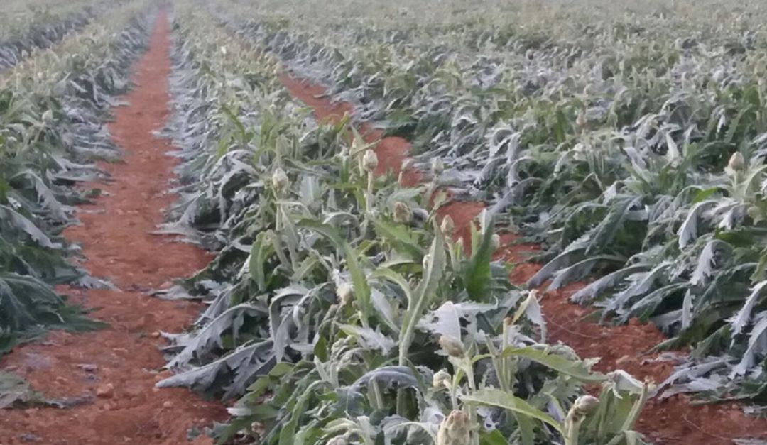 Las heladas benefician a los frutales y frenan una adelantada floración ...