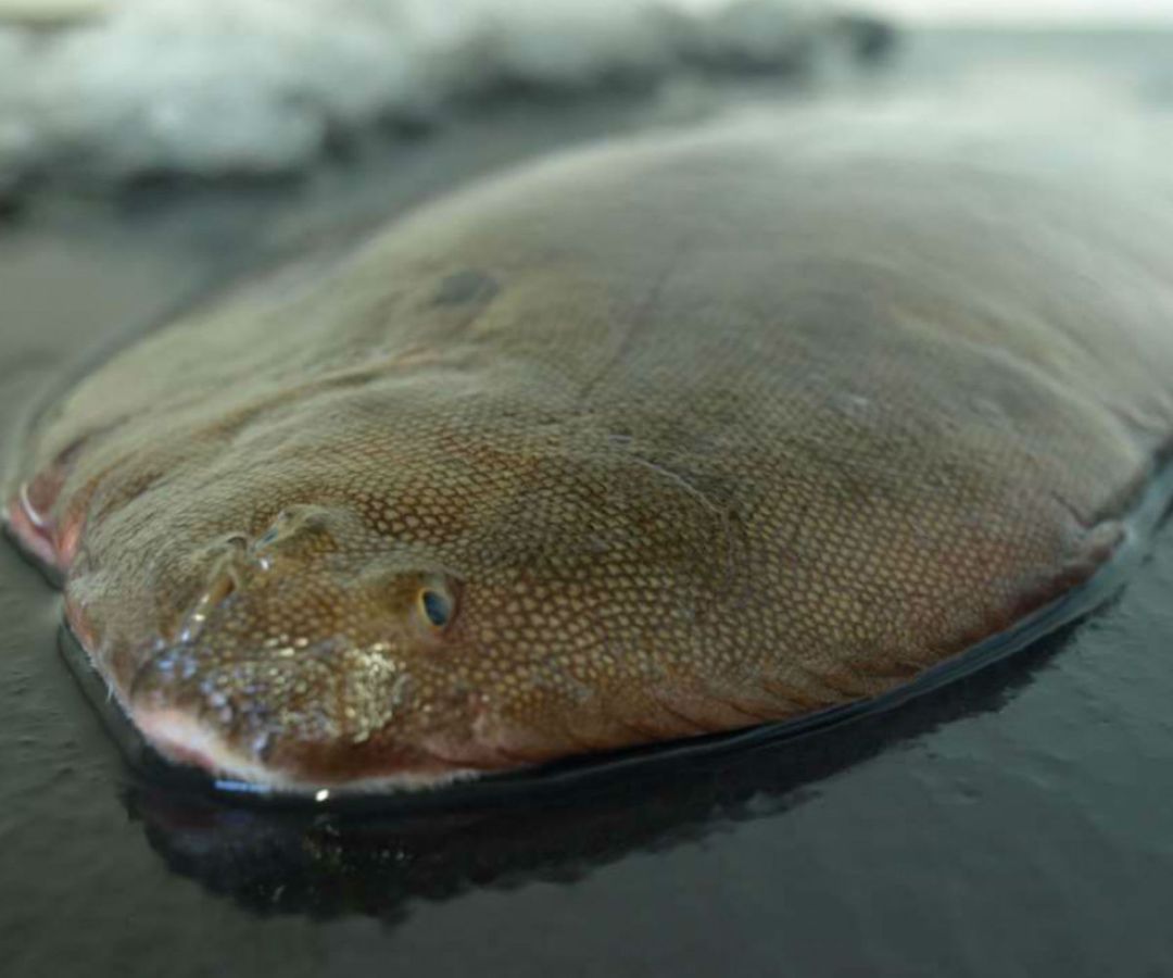 Temporada de Lenguados de un kilo | SER Madrid Norte | Hoy por Hoy ...