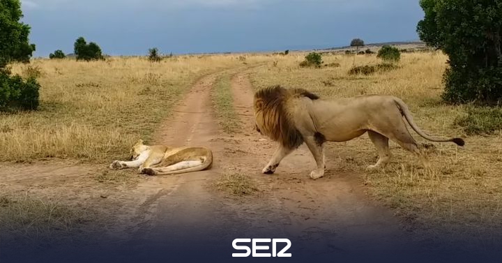 León: El vídeo viral que demuestra cómo no hay que despertar a una ...