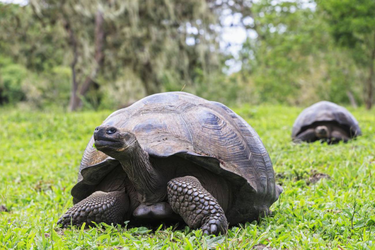 Vuelven a nacer de forma natural tortugas en Galápagos un siglo después ...