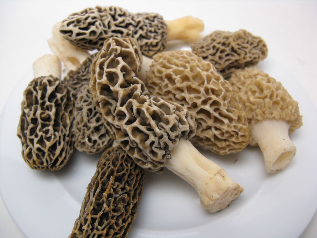 Nadie ha muerto antes por comer colmenillas: ¿estamos ante el primer ...