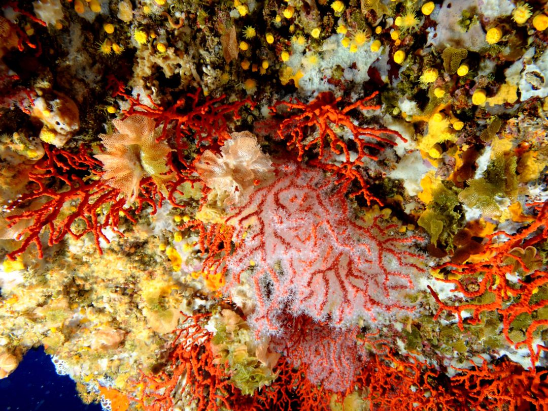 Els científics demanen limitar el submarinisme per protegir el corall ...