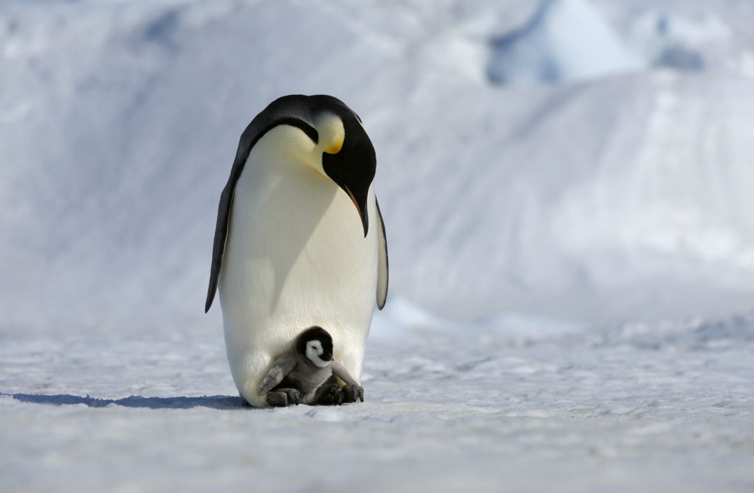 El Pingüino Emperador Camino De La Extinción Por El Cambio Climático