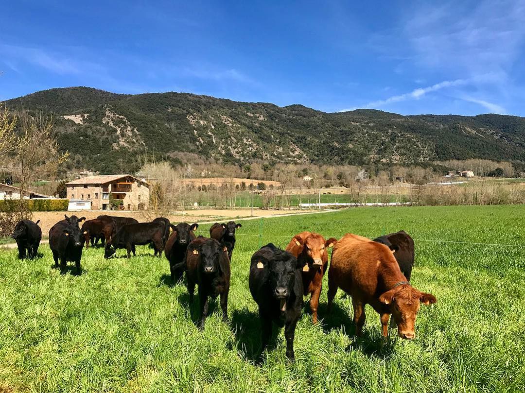 Vaques controlades per GPS a la Vall d'en Bas: Vaques controlades per ...