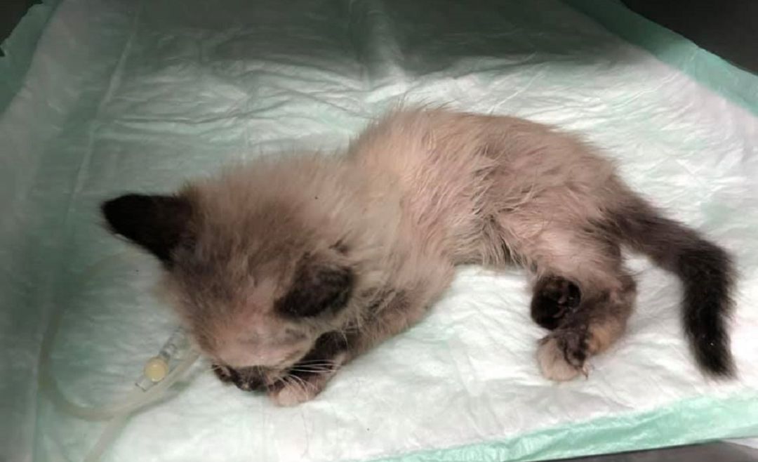 Muere la gatita de apenas dos meses a la que explotaron un petardo en ...