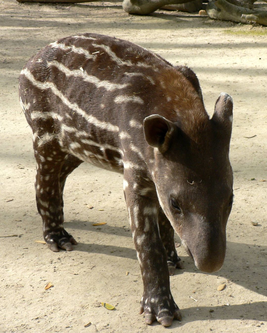 El tapir nacido en julio en el Zoobotánico se adapta a la vida en ...