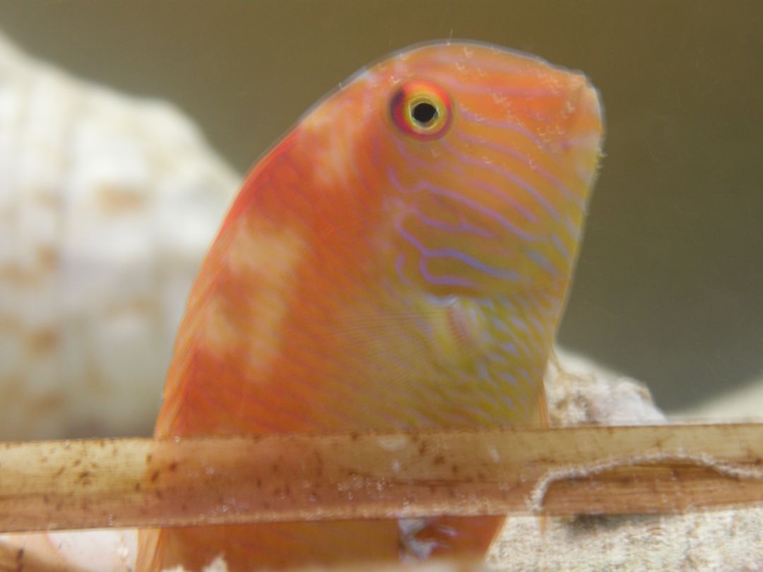 Pesca: Este domingo se levanta la veda para la pesca del 'raor' | Radio ...