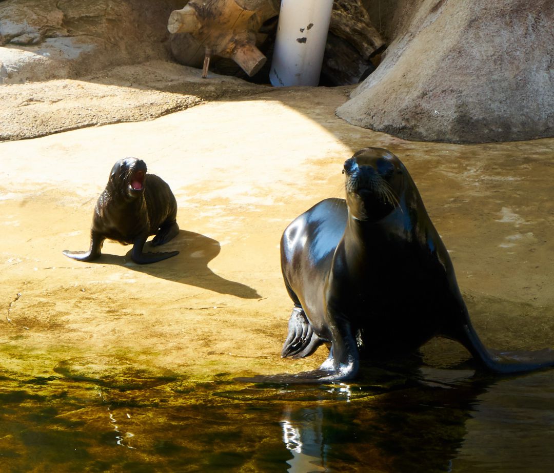 Aslan, el león marino recién nacido en el Oceanogràfic | Radio Valencia ...