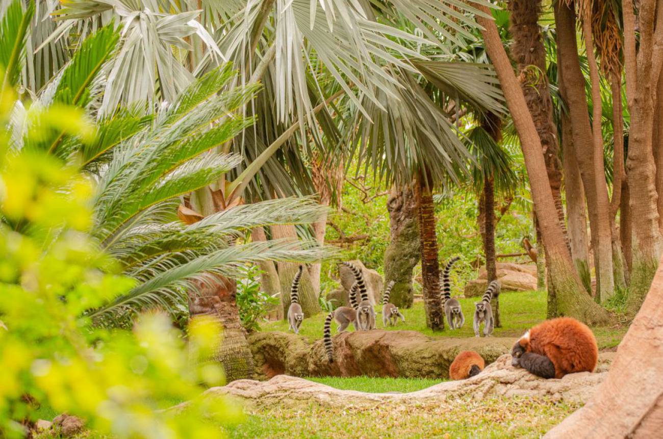 Bioparc Fuengirola celebra el día mundial del primate | SER Málaga ...