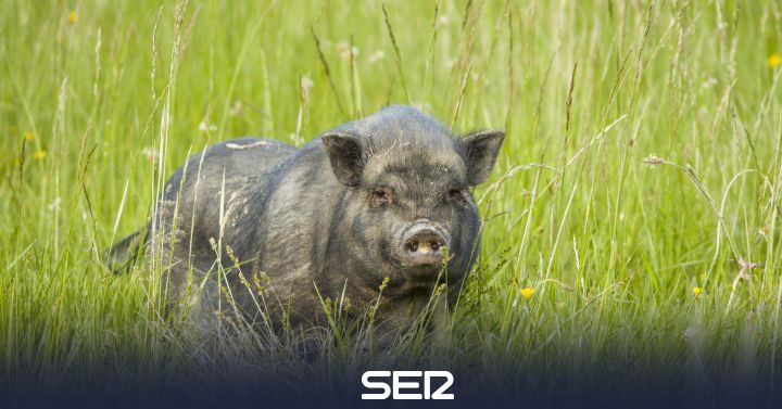 Qué es el 'cerdolí' y por qué se está convirtiendo en una amenaza ...