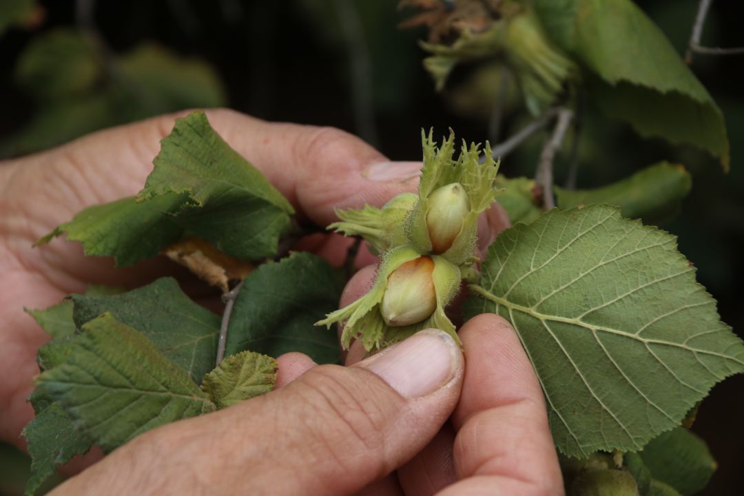 La collita d'avellanes de la Selva s'avança una setmana | Ràdio Girona ...