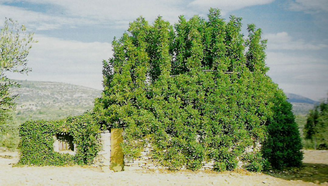 PARANY: La Federación de caza de la Comunitat Valenciana busca ...