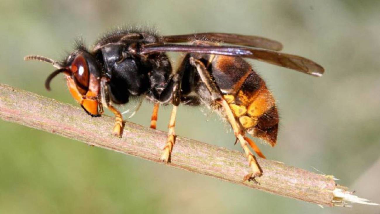 Capturadas 3.780 avispas asiáticas en lo que va de año en Álava | SER Vitoria | Cadena SER