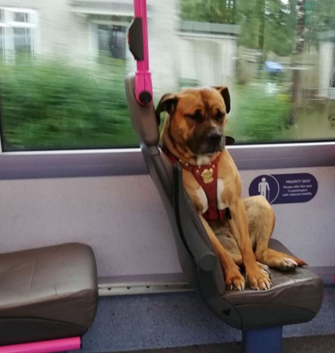 La foto viral de un perro abandonado que le ha ayudado a tener una ...