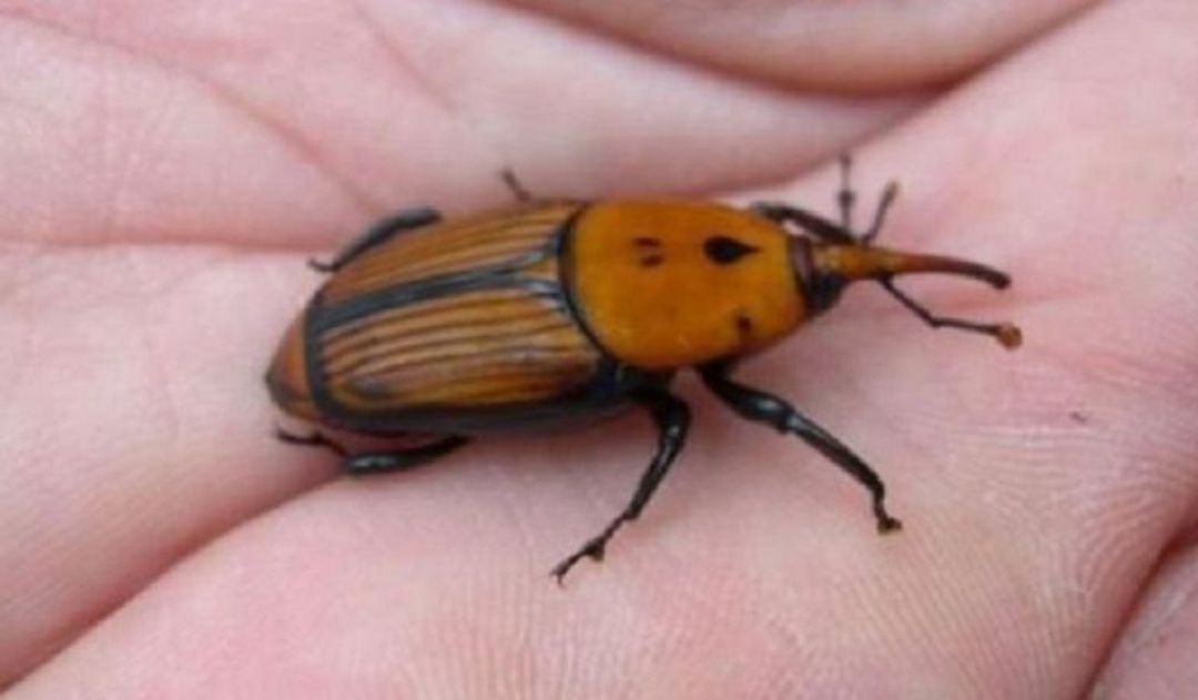 Baza se prepara para evitar una plaga del insecto picudo rojo | Radio ...