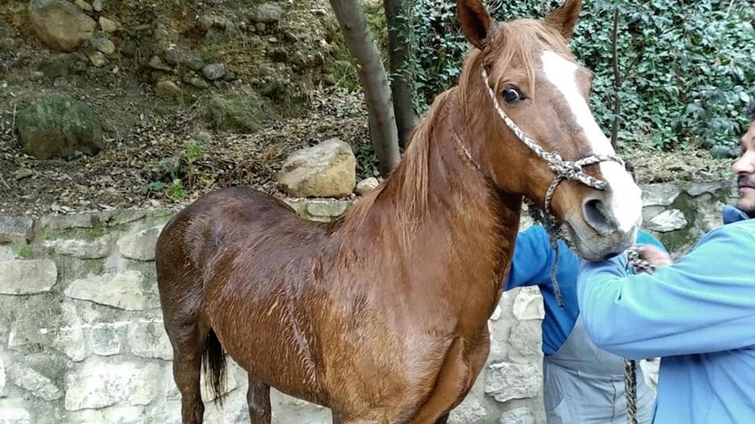 Un caballo desbocado acaba atrapado en el Río Cerezuelo de Cazorla ...