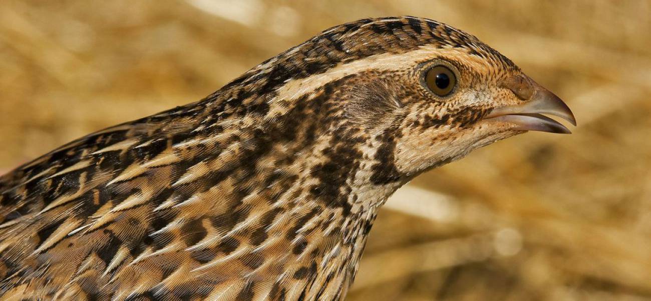 La Codorniz Común, Ave del año 2020 | SER Madrid Norte | Hora 14 Madrid ...