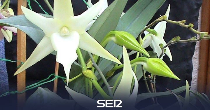 Florece por primera vez en Canarias la Orquídea de Darwin durante el ...