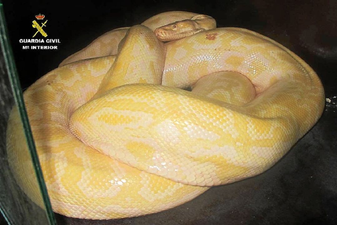 Policía: Capturada una pitón albina en Palencia | Radio Palencia ...